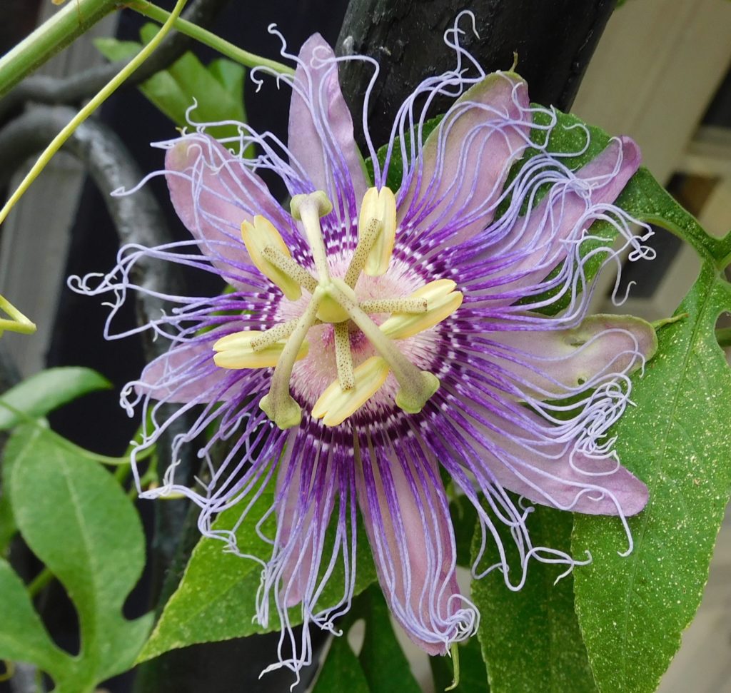 Projects and Programs - Native Plant Society of Texas