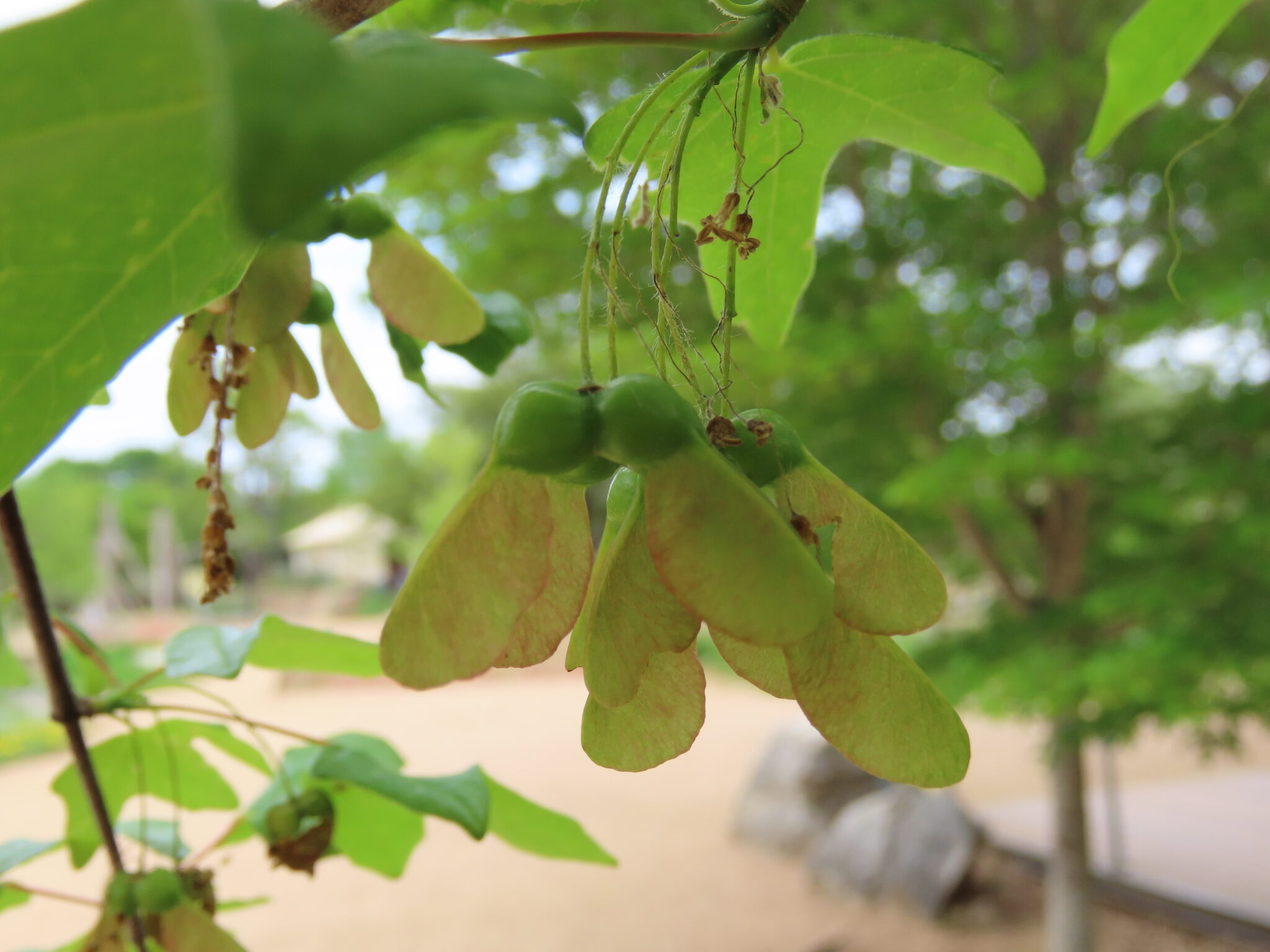 Native Plant Database - Native Plant Society of Texas