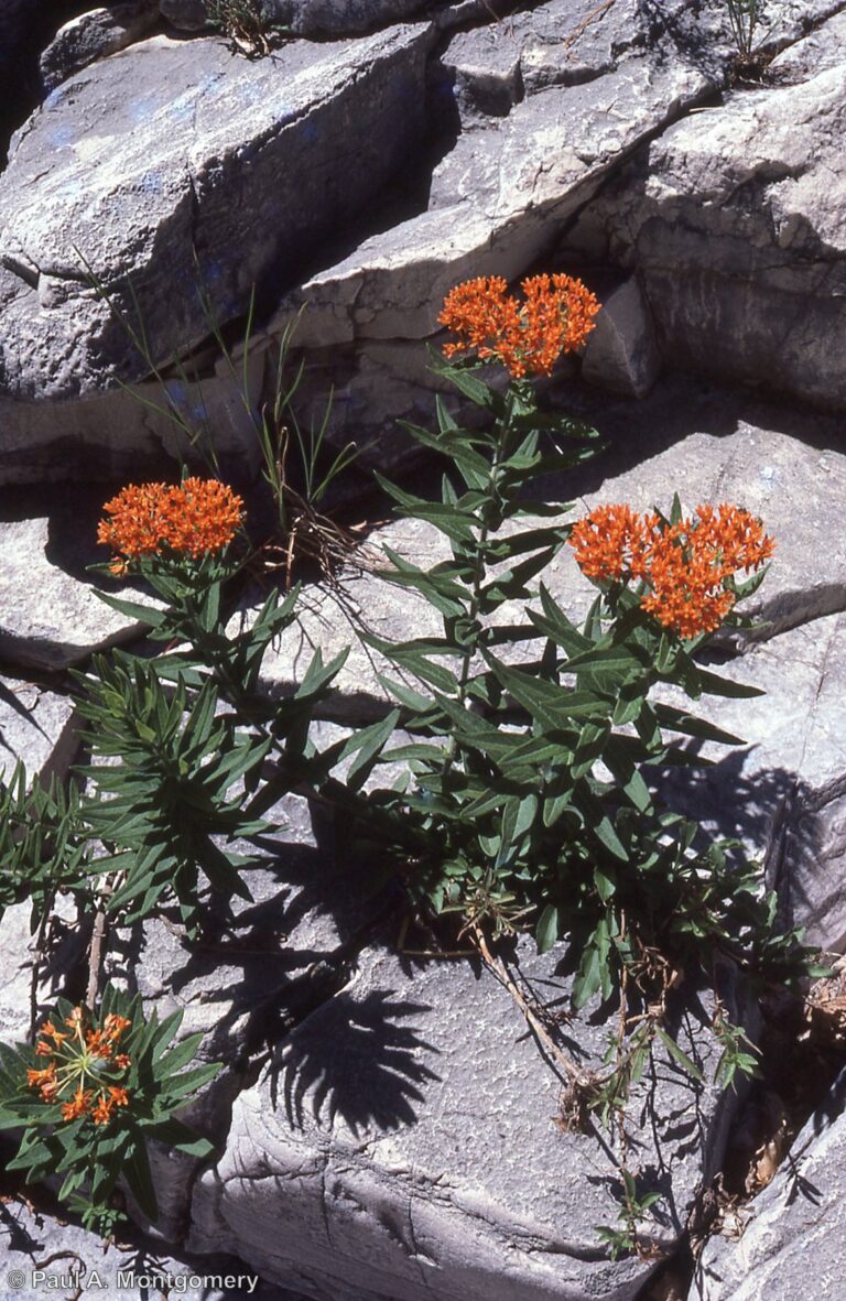 Asclepias tuberosa - Native Plant Society of Texas