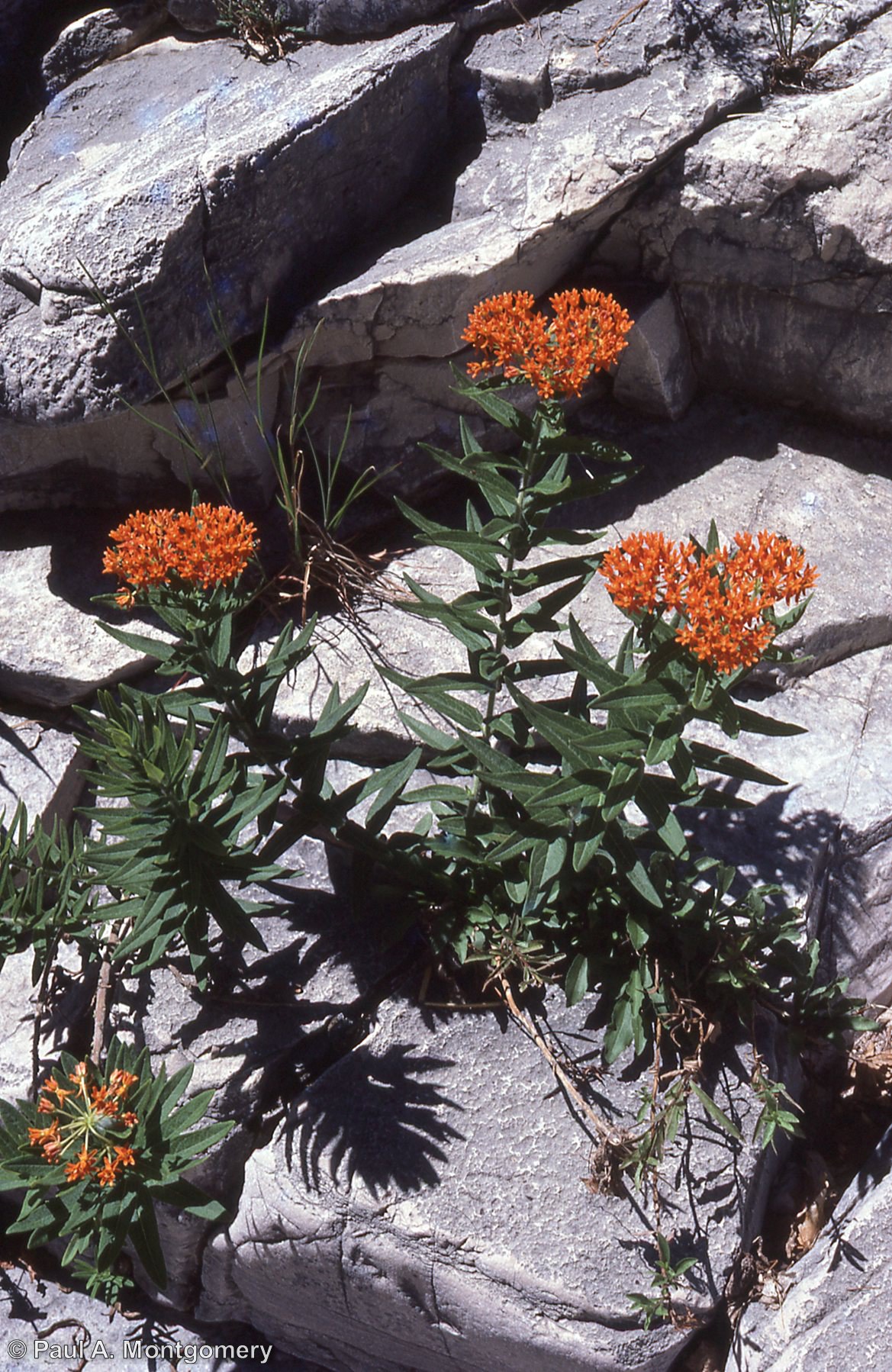 Asclepias tuberosa - Native Plant Society of Texas