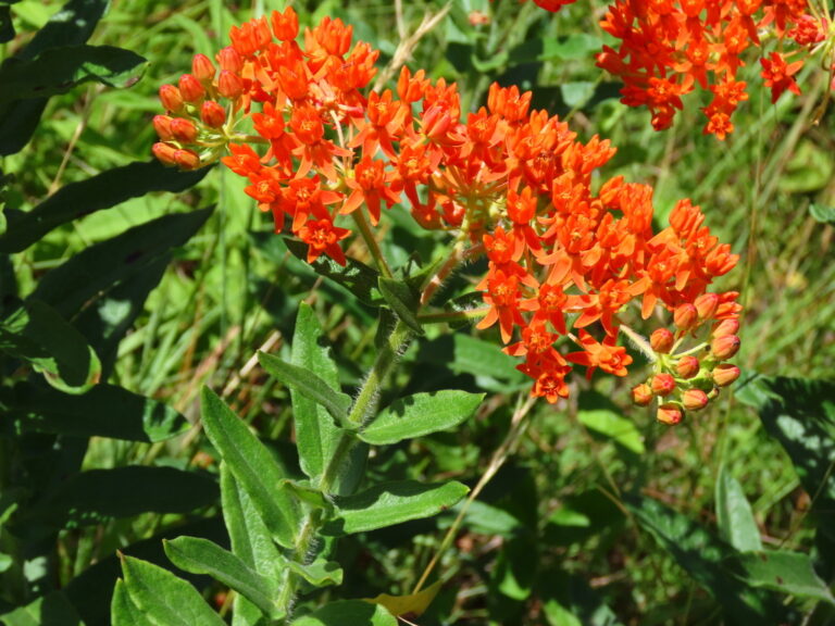 Texas Area Plant Lists - Native Plant Society of Texas
