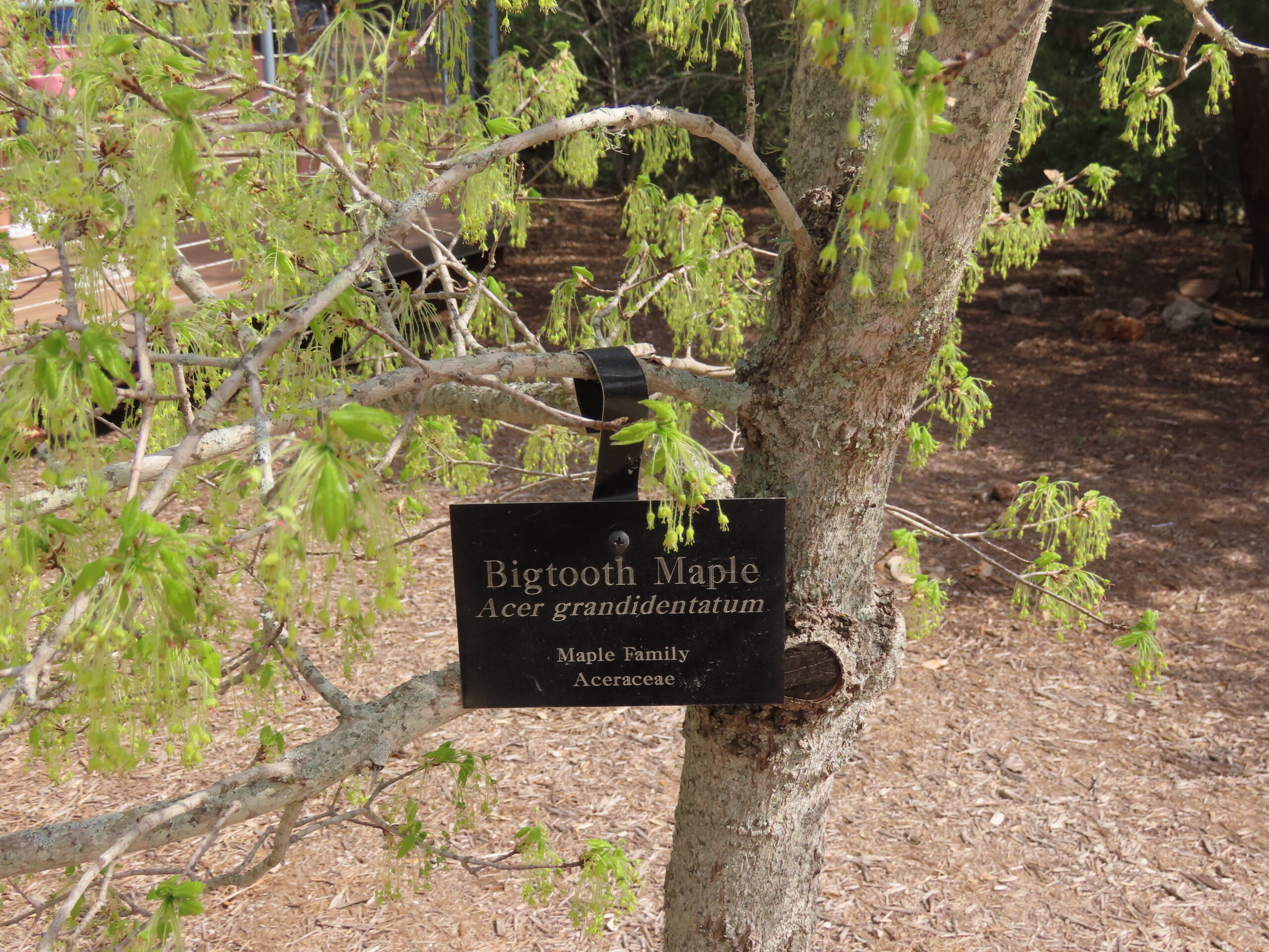 Acer grandidentatum - Native Plant Society of Texas