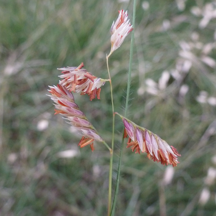 Less Water, More Wow: Native Grasses - Native Plant Society of Texas