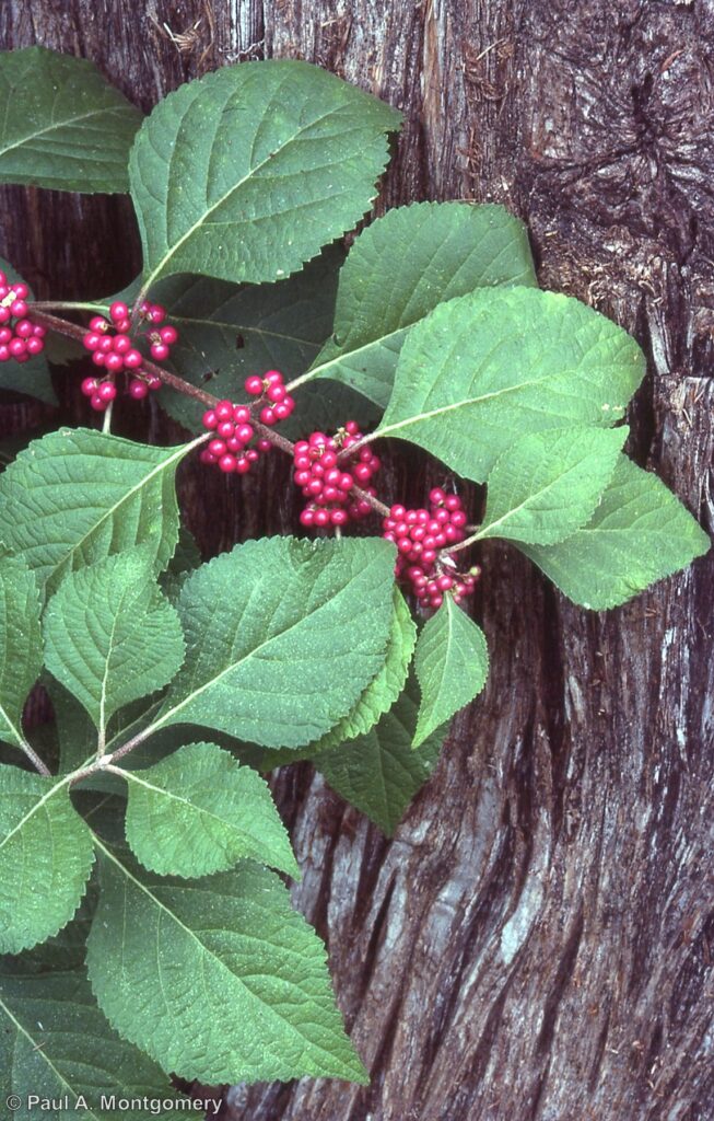 Callicarpa americana - Native Plant Society of Texas