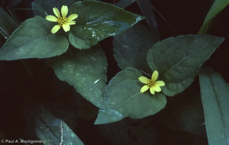 Calyptocarpus vialis – Native Plant Society of Texas
