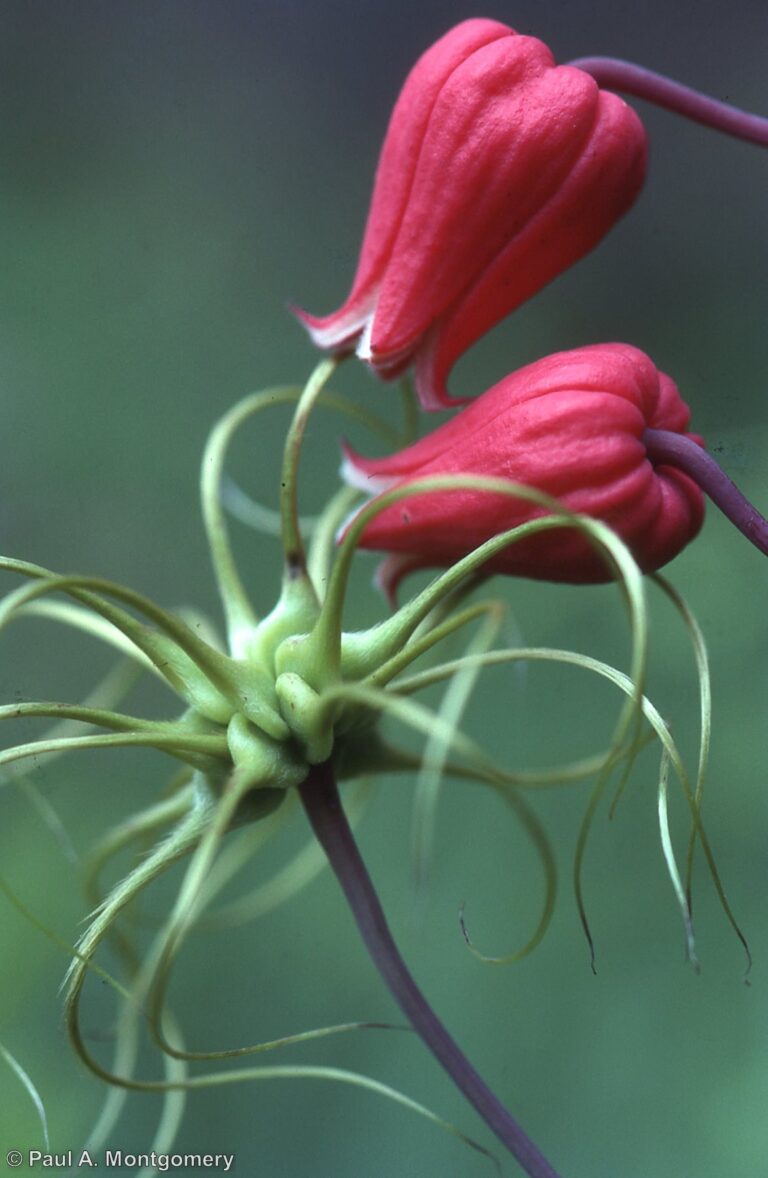 Clematis texensis - Native Plant Society of Texas
