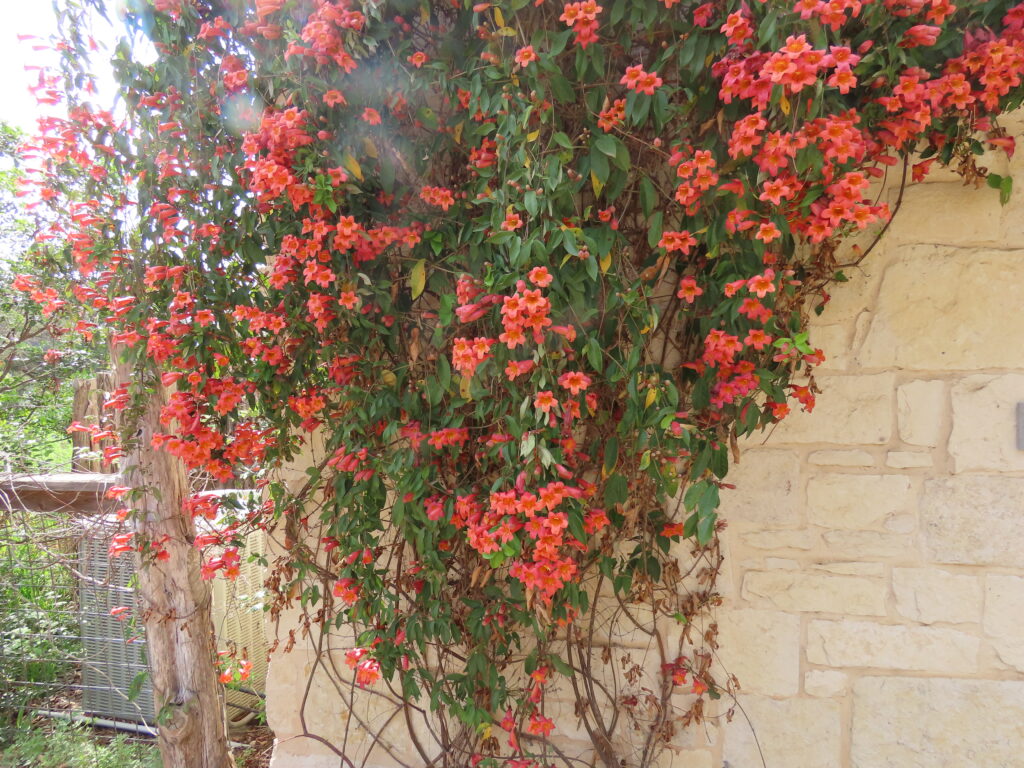 Campsis radicans - Native Plant Society of Texas