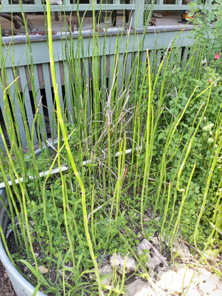 Equisetum hyemale - Native Plant Society of Texas