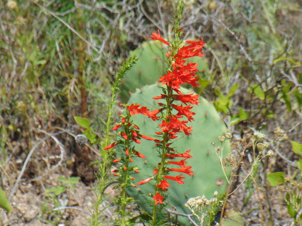 Ipomopsis rubra - Native Plant Society of Texas