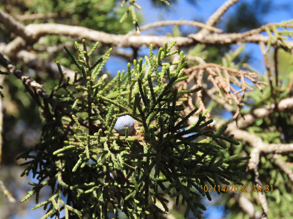 Juniperus ashei - Native Plant Society of Texas