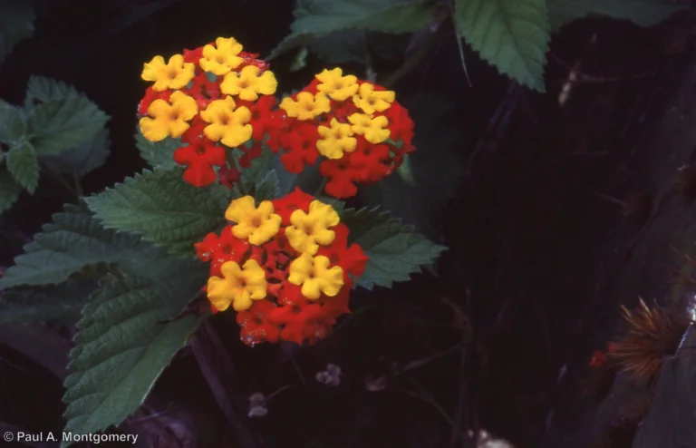 Lantana horrida - Native Plant Society of Texas