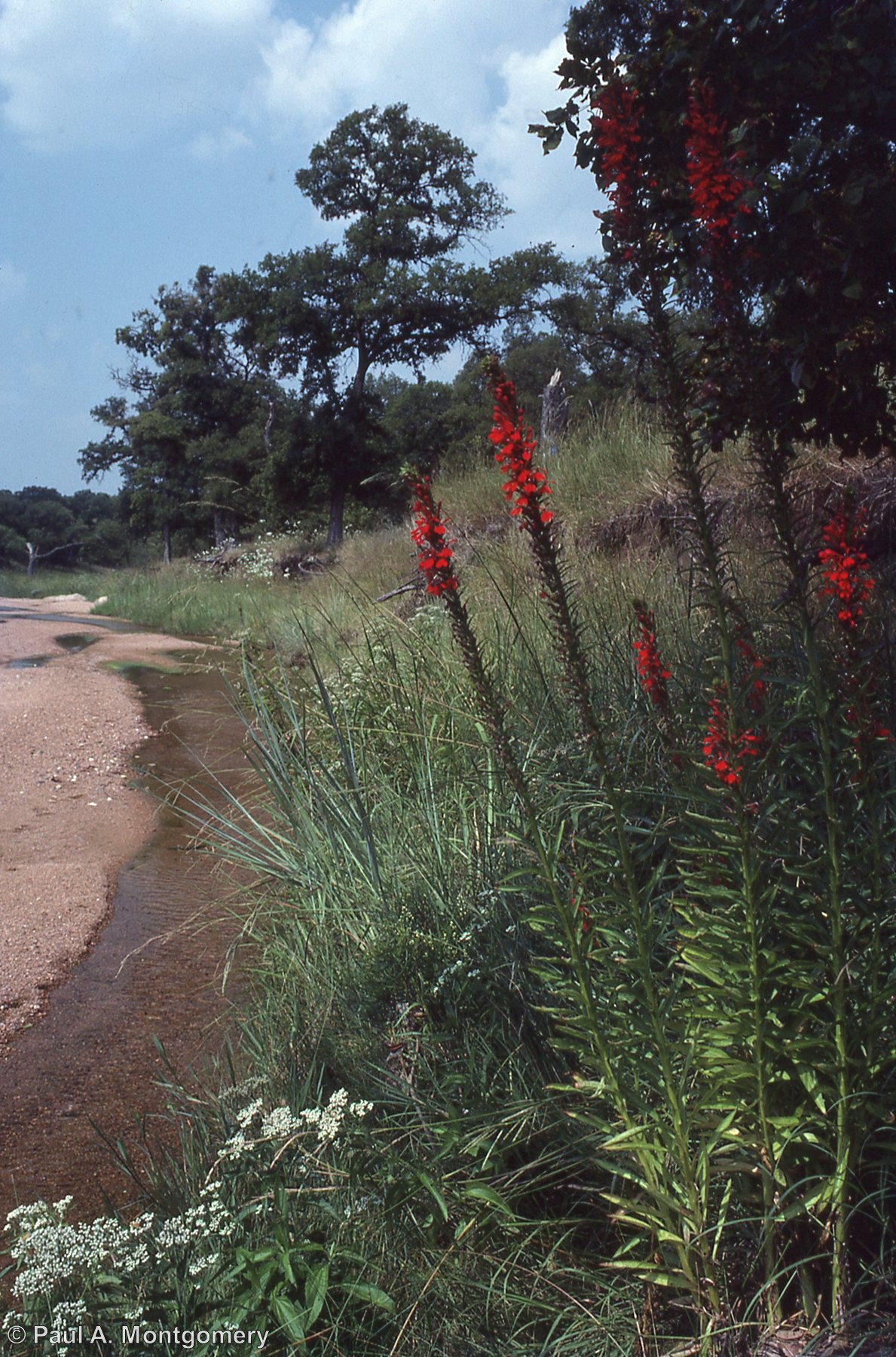 Lobelia cardinalis - Native Plant Society of Texas