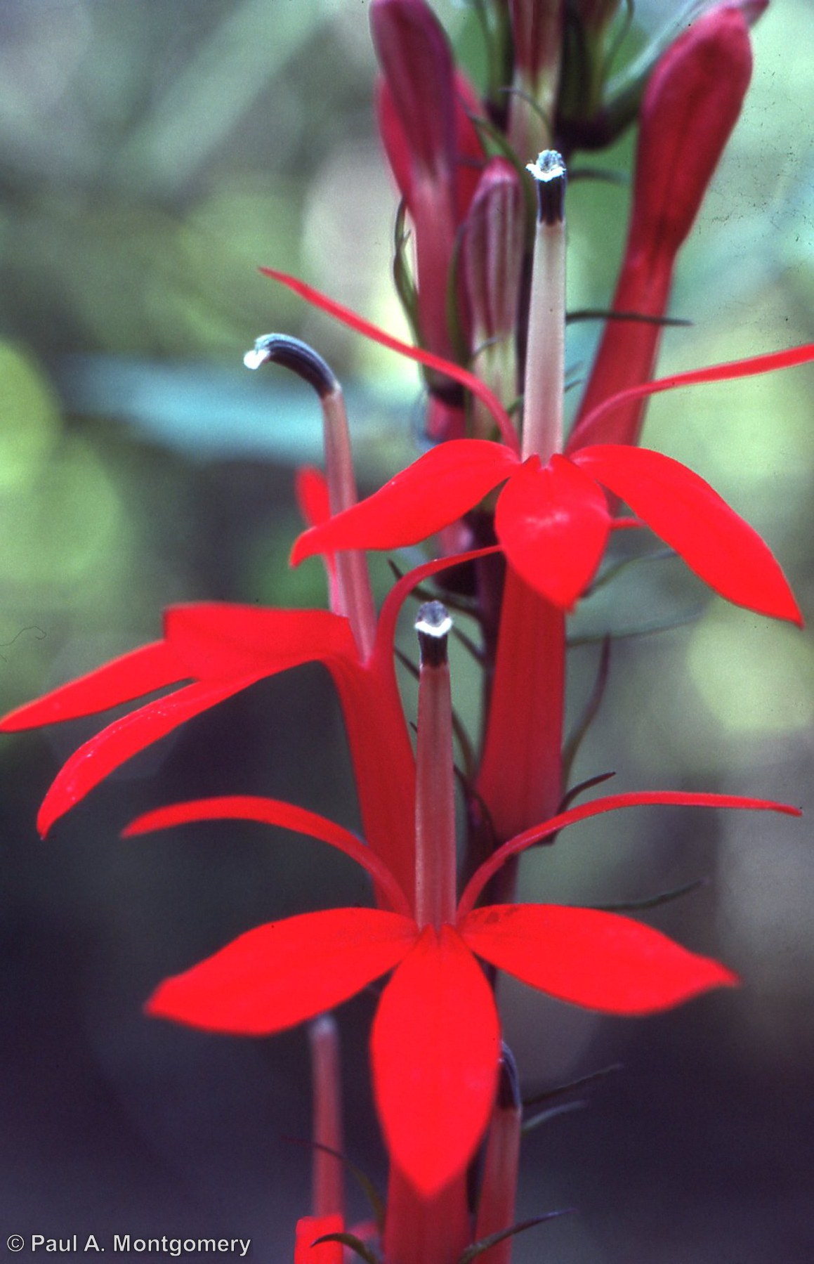Lobelia cardinalis - Native Plant Society of Texas