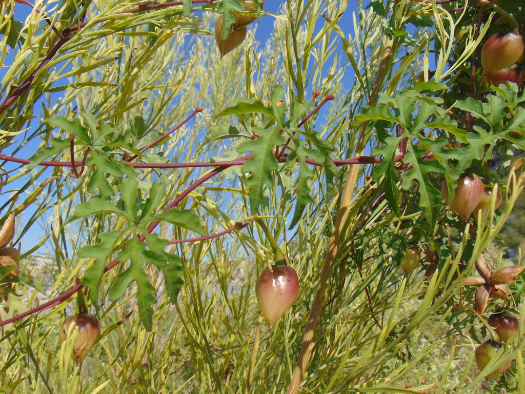 Merremia dissecta - Native Plant Society of Texas