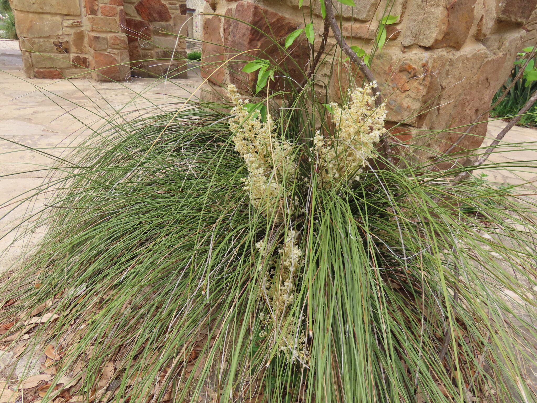 Less Water, More Wow: Native Grasses - Native Plant Society of Texas