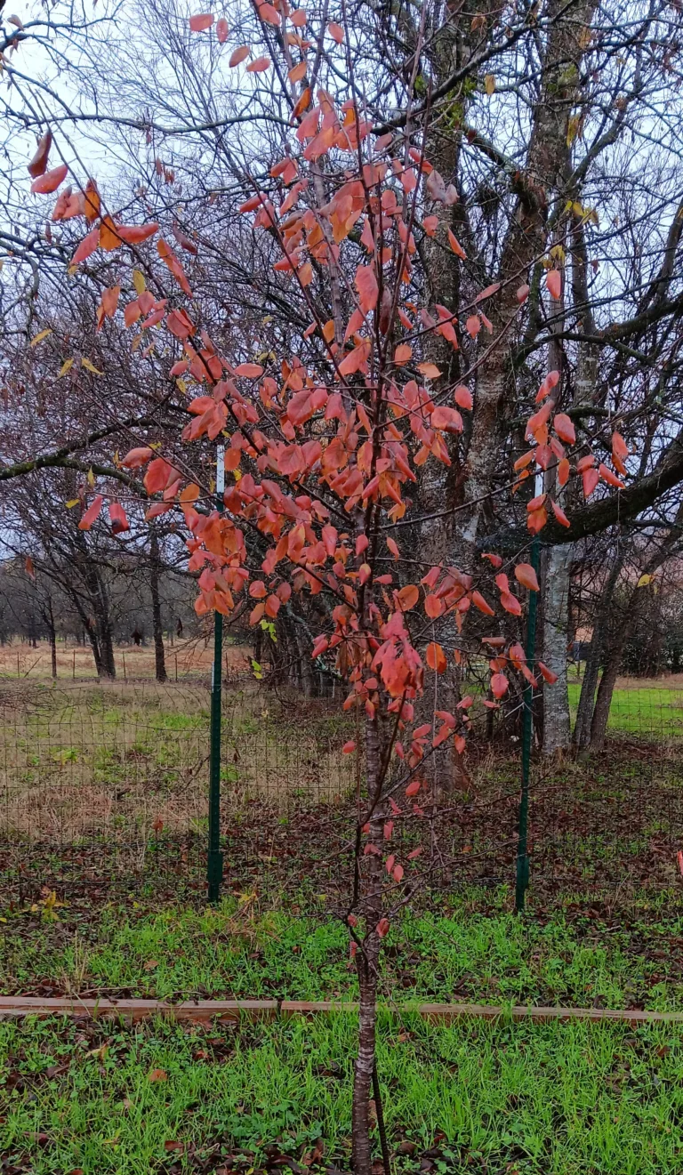 Prunus mexicana - Native Plant Society of Texas