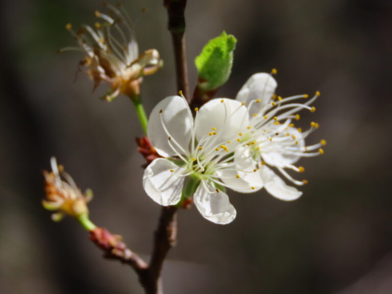 Prunus mexicana - Native Plant Society of Texas