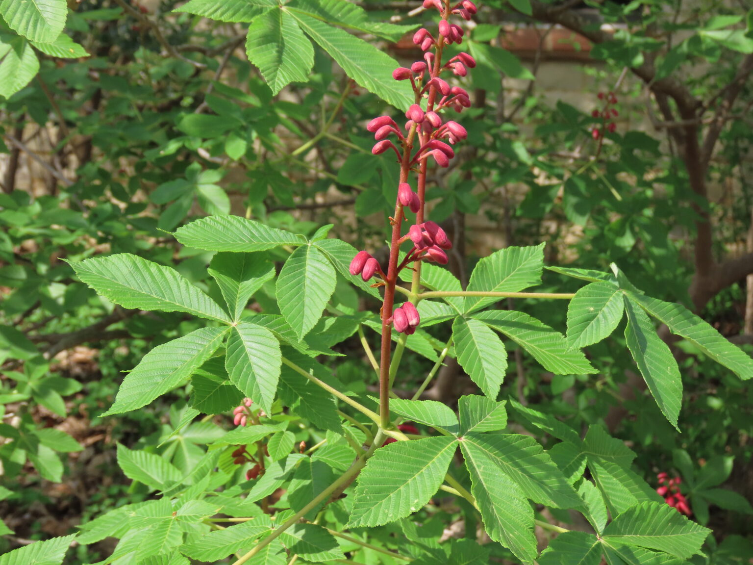 Texas Area Plant Lists - Native Plant Society of Texas
