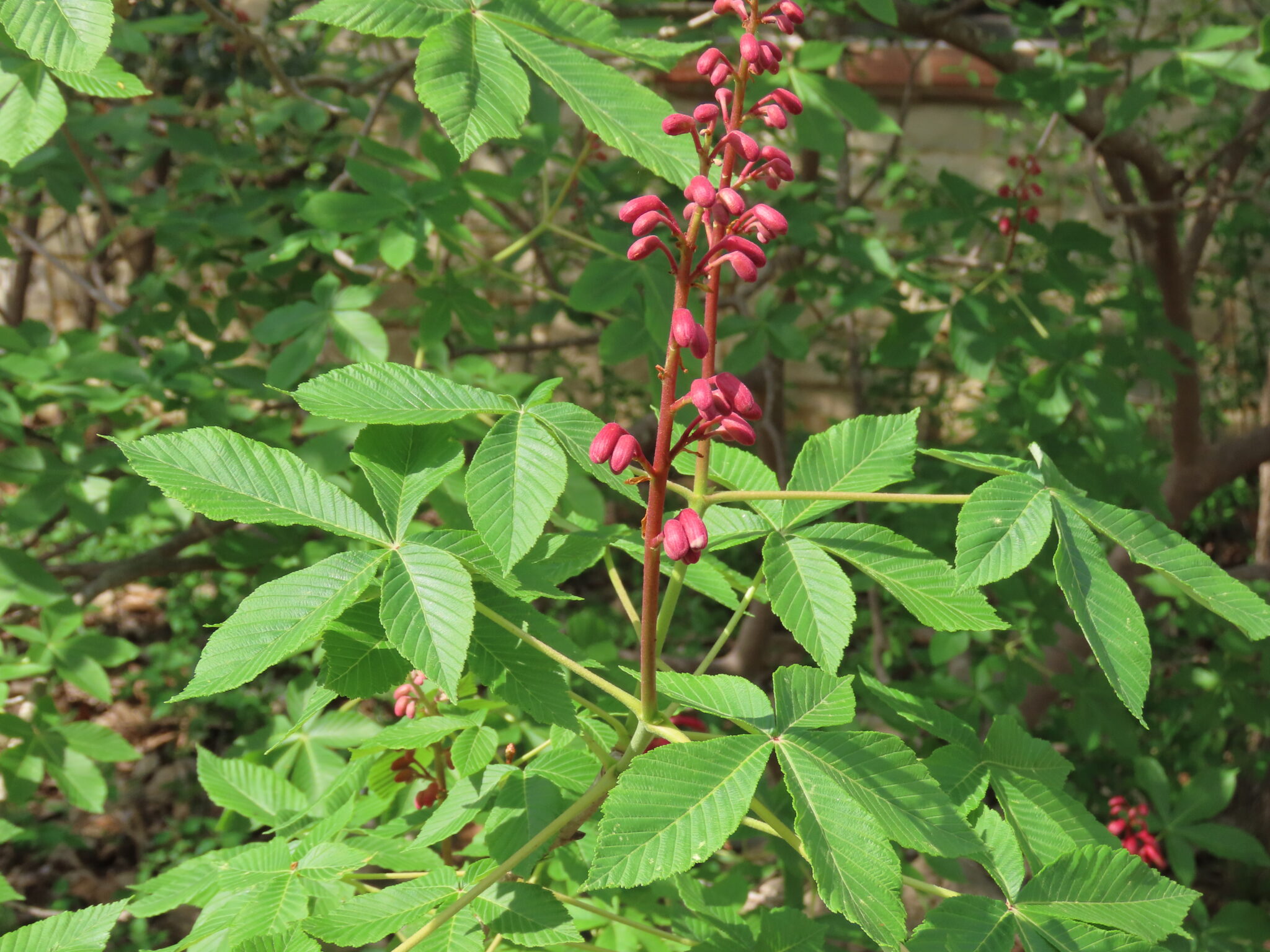 Texas Area Plant Lists - Native Plant Society of Texas