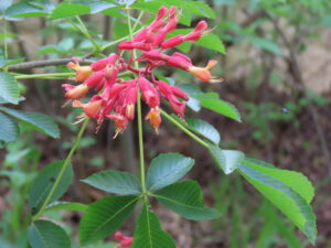 Native Plant Database - Native Plant Society of Texas