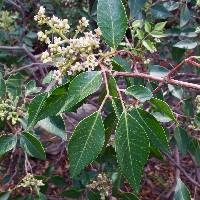 Rhus virens - Native Plant Society of Texas