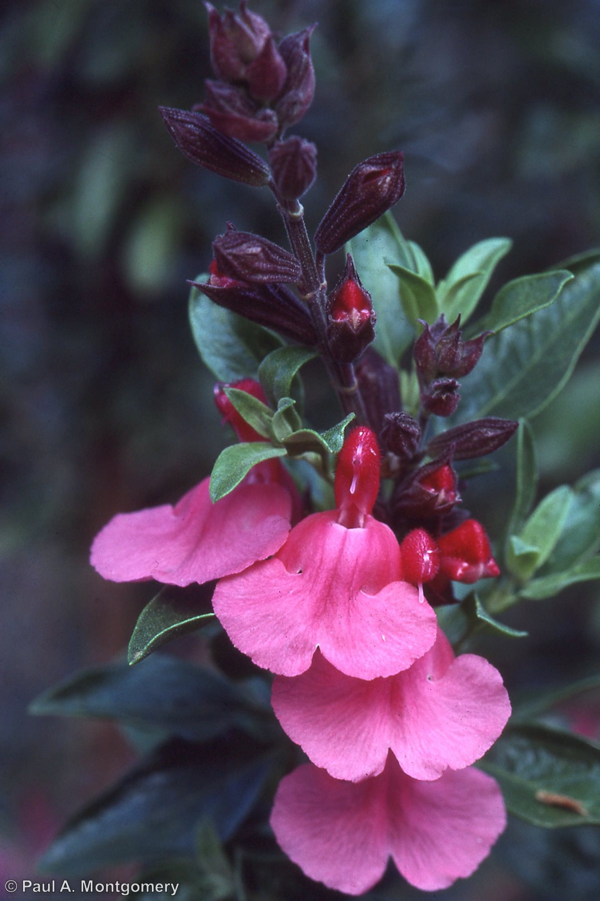 Salvia greggii - Native Plant Society of Texas