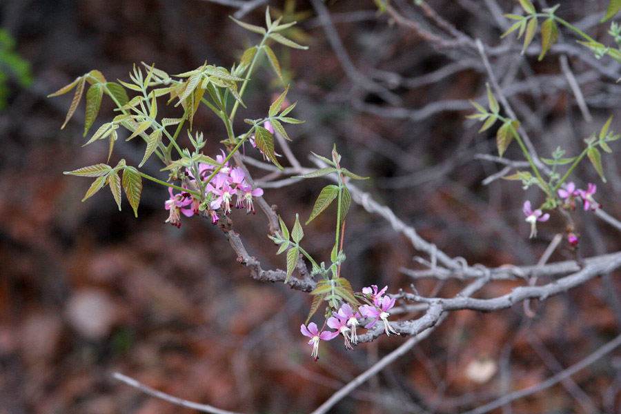 Ungnadia speciosa - Native Plant Society of Texas