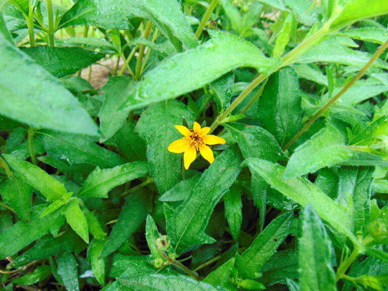 Wedelia acapulcensis var. hispida - Native Plant Society of Texas