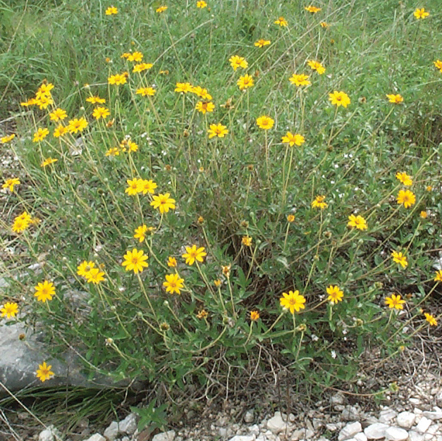 Come See us at the Fall Native Plant Sale on October 18, 2025! - Native ...