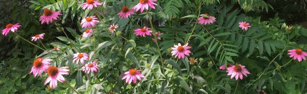 Native Plant Sites in North Texas - Native Plant Society of Texas