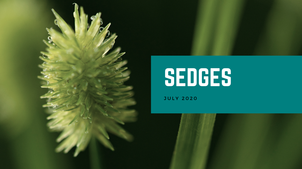 Plant of the Month: Sedges - Native Plant Society of Texas