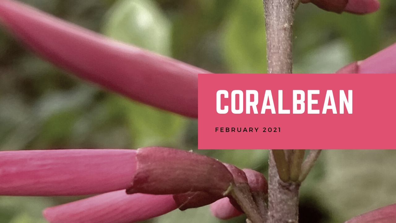 Plant of the Month: Coralbean - Native Plant Society of Texas