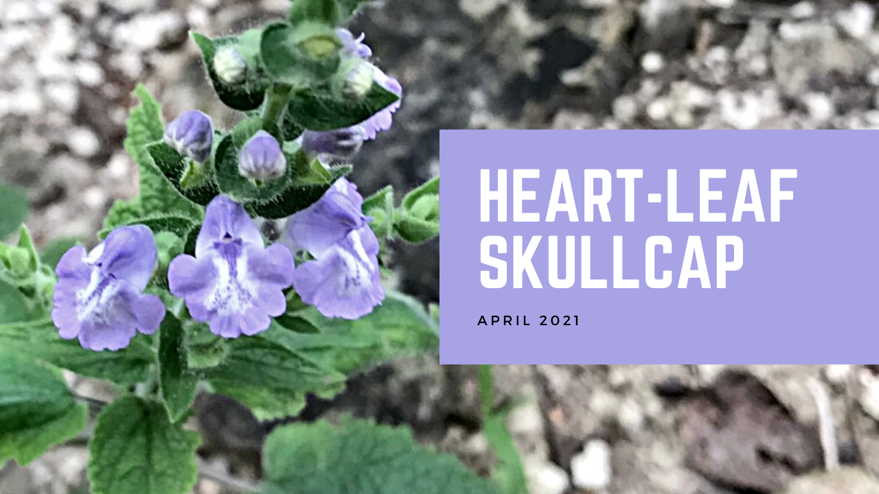 Plant of the Month: Heart-leaf Skullcap - Native Plant Society of Texas