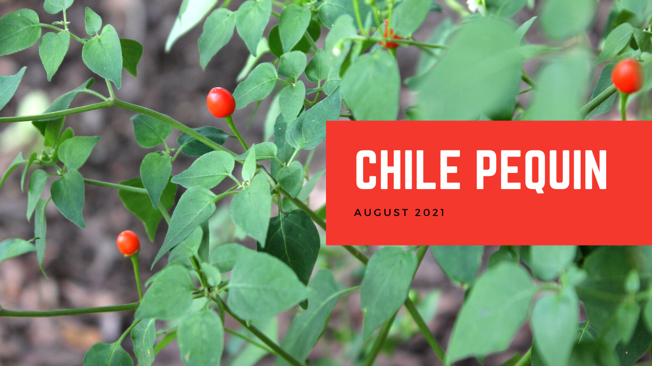 Plant of the Month: Chile Pequin - Native Plant Society of Texas