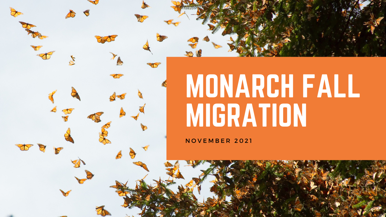 Plant of the Month: Fall-blooming Species for the Monarch Fall ...