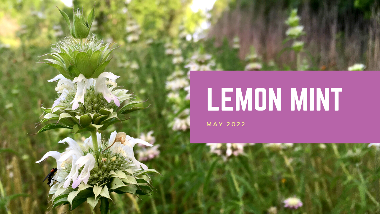 Plant of the Month: Lemon Mint - Native Plant Society of Texas
