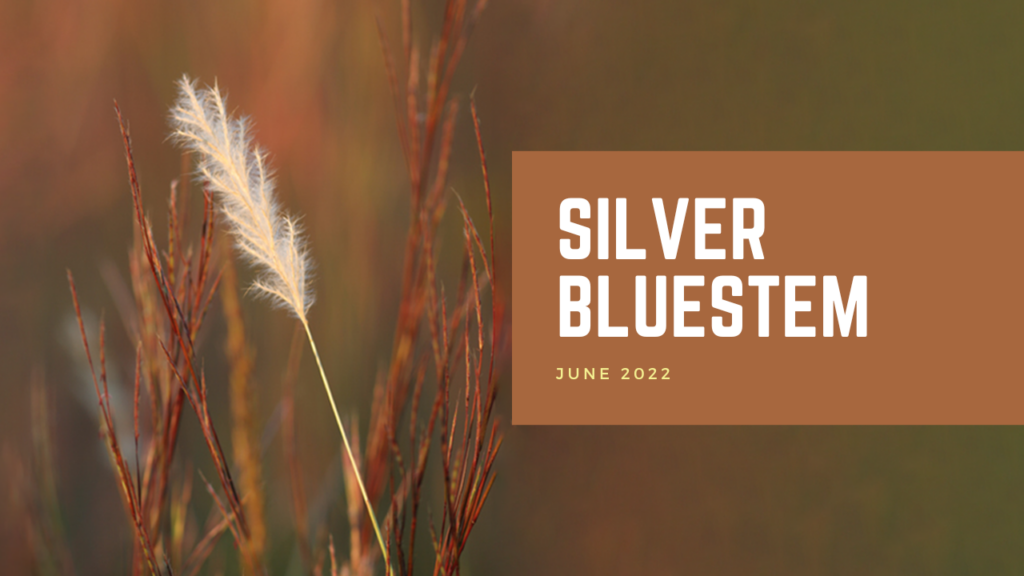 Plant of the Month: Splitbeard Bluestem - Native Plant Society of Texas