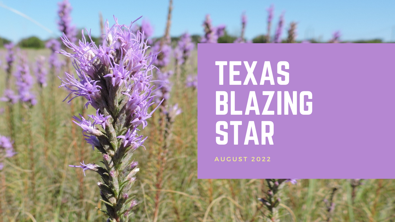 Plant of the Month: Texas Blazing Star - Native Plant Society of Texas