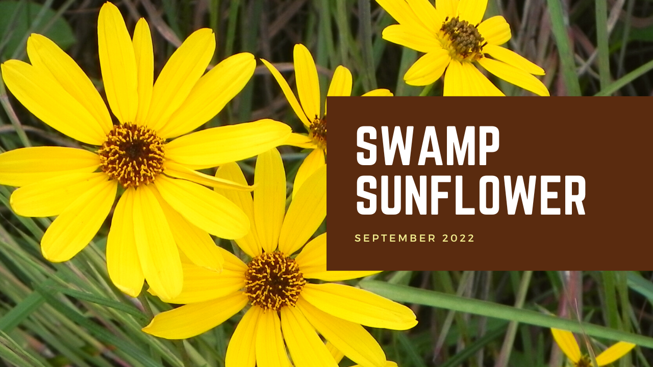 Plant of the Month: Swamp Sunflower - Native Plant Society of Texas
