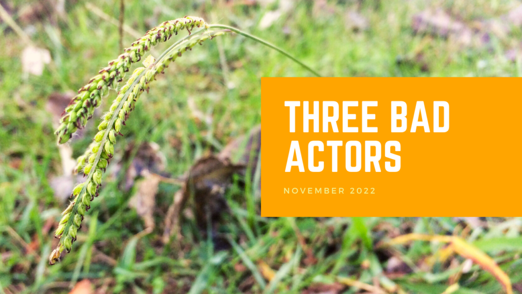 Spotlight on Invasives: Three Bad Actors - Native Plant Society of Texas