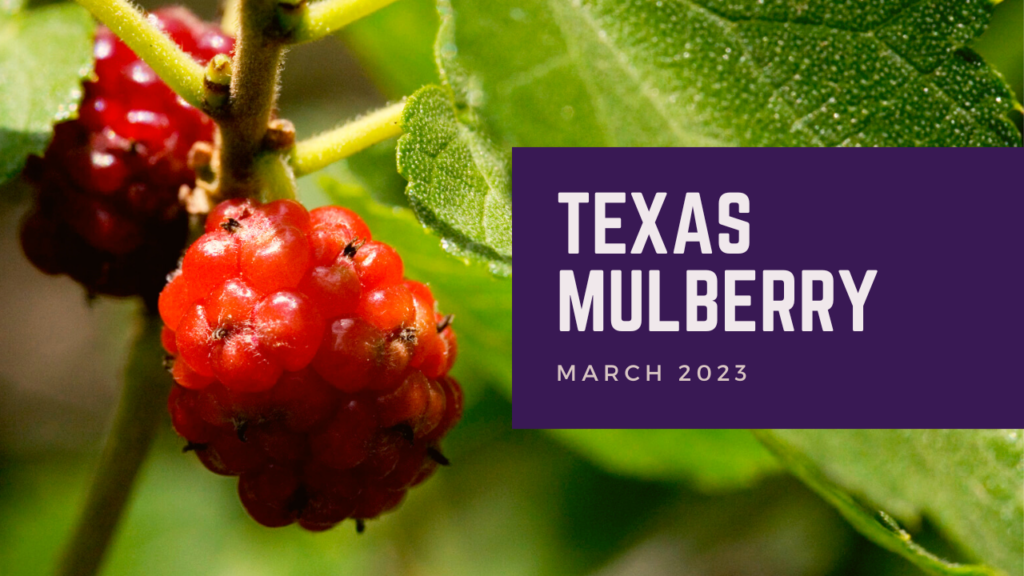 Plant of the Month: Sugar Hackberry - Native Plant Society of Texas