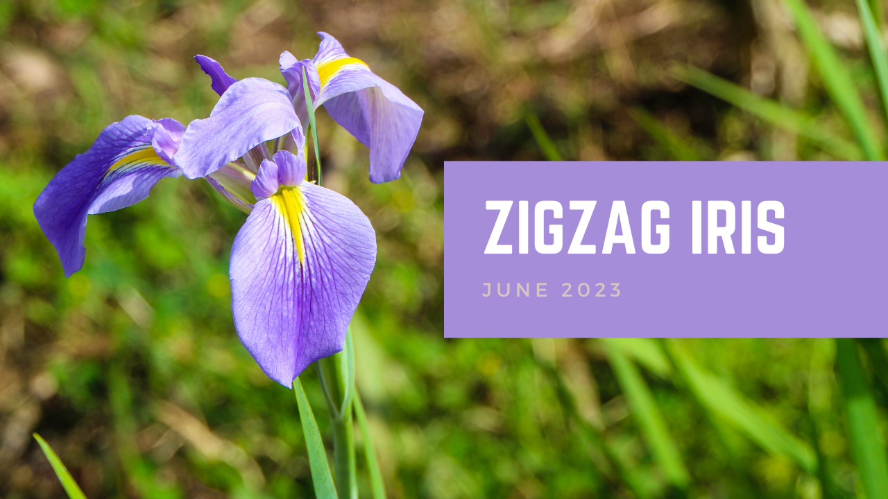 Plant of the Month: Zigzag Iris - Native Plant Society of Texas