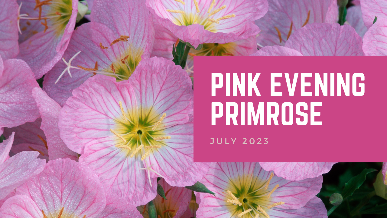 Plant of the Month: Pink Evening Primrose - Native Plant Society of Texas