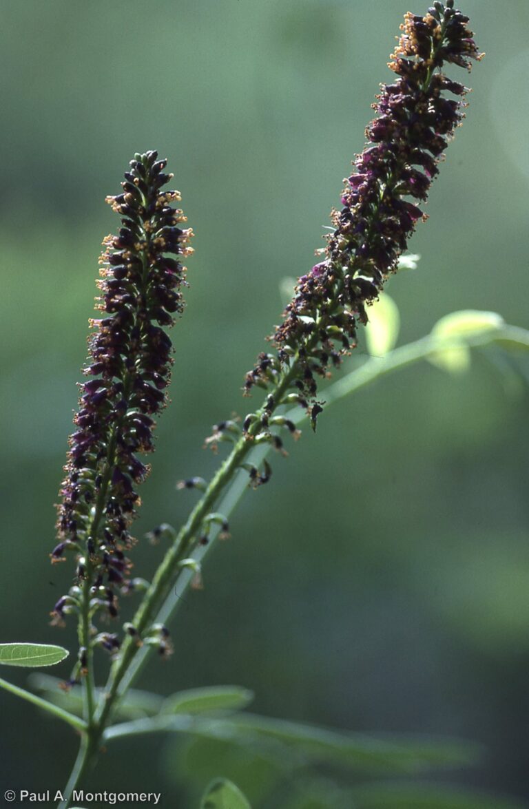 Amorpha fruticosa - Native Plant Society of Texas