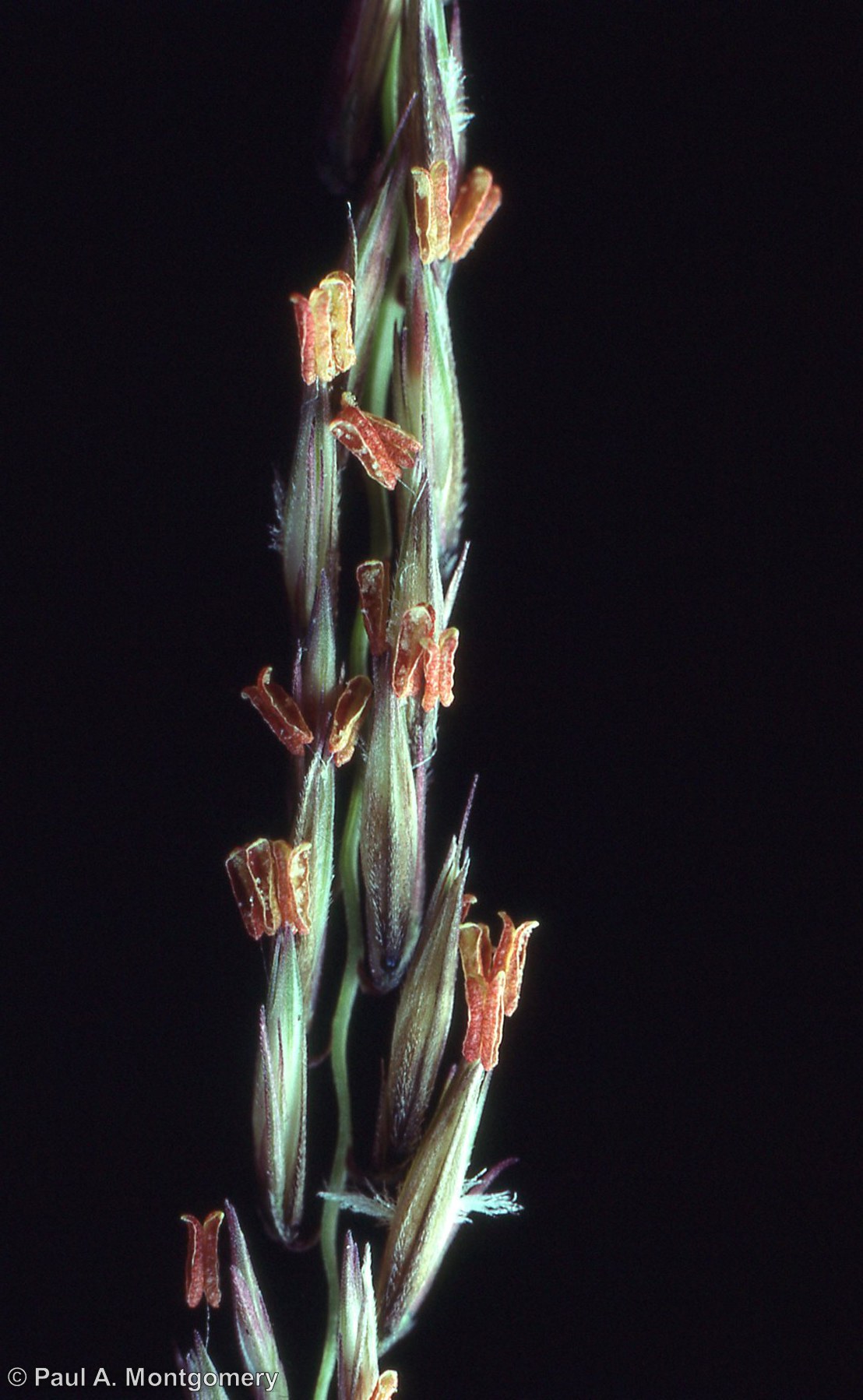 Bouteloua curtipendula - Native Plant Society of Texas
