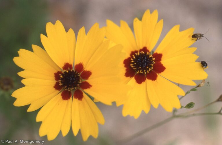 Coreopsis basalis - Native Plant Society of Texas