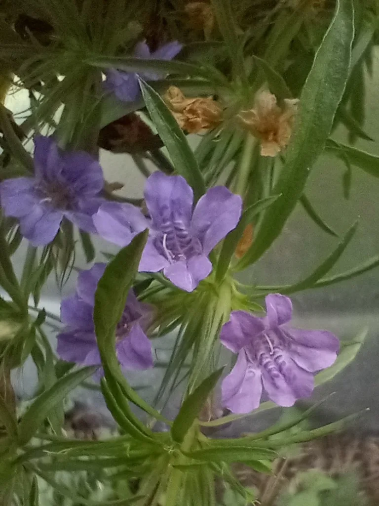 Dyschoriste linearis - Native Plant Society of Texas
