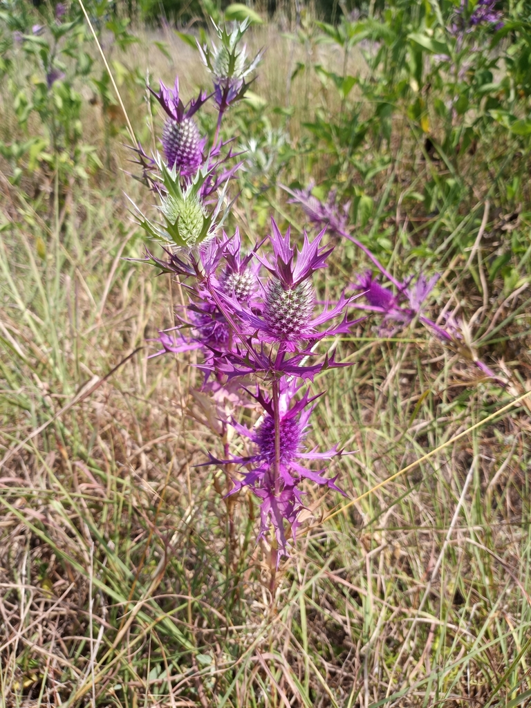 Eryngium leavenworthii - Native Plant Society of Texas