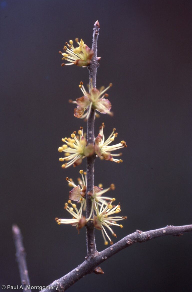 Forestiera pubescens - Native Plant Society of Texas
