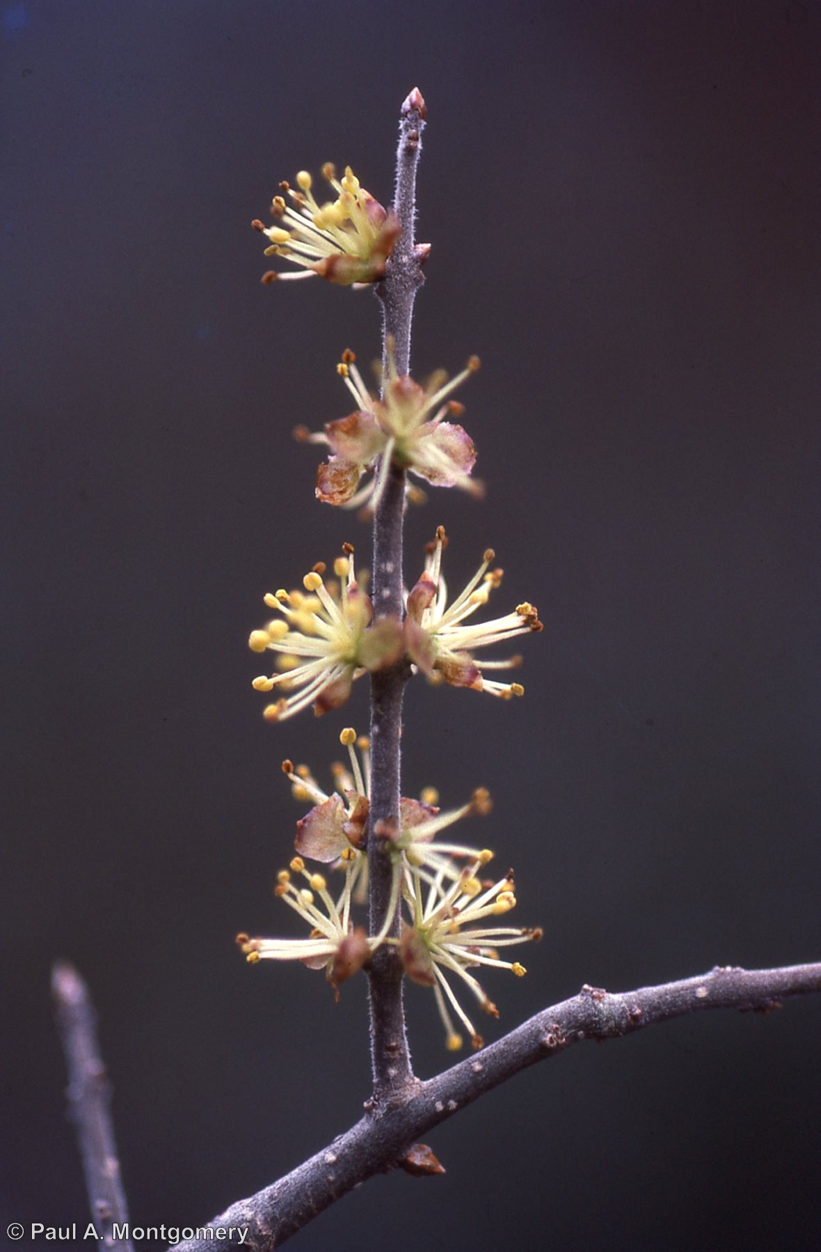 Forestiera pubescens - Native Plant Society of Texas